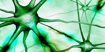 Faculty Research | Neuroscience Program | UIUC